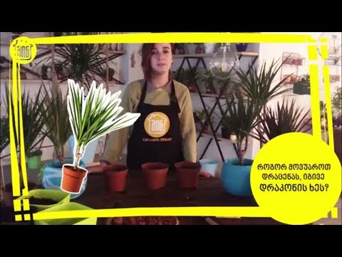 დრაცენა- როგორ მოვუაროთ დრაცენას? იგივე დრაკონის ხეს?