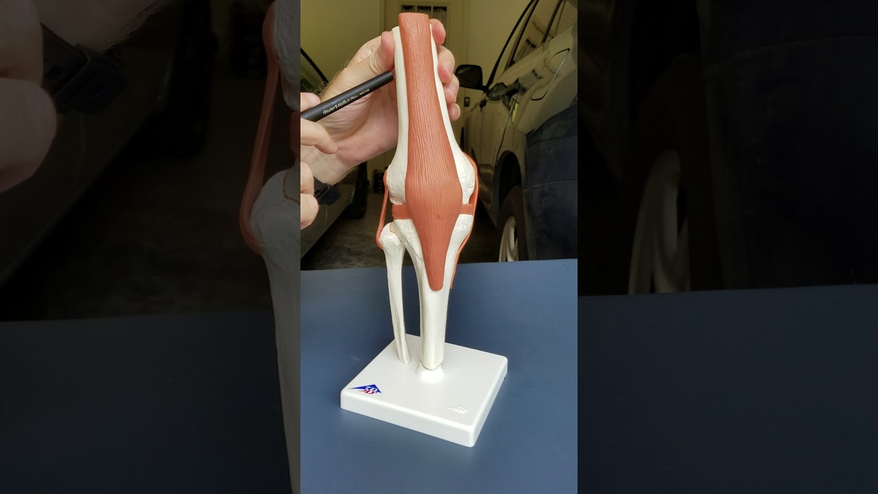 Knee Joint Model