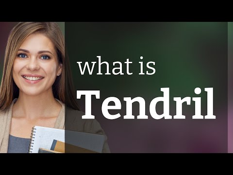 Tendril — definition of TENDRIL