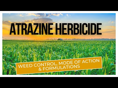 Atrazine Herbicide: Effective Weed Control for Agriculture | Mode of Action & Formulations