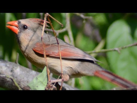 Female cardinal bird singing song / sounds