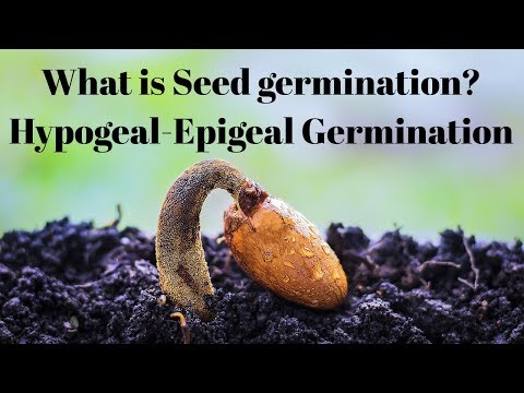 Biology//What Is Germination? Types Of germination// LADDER TIPS