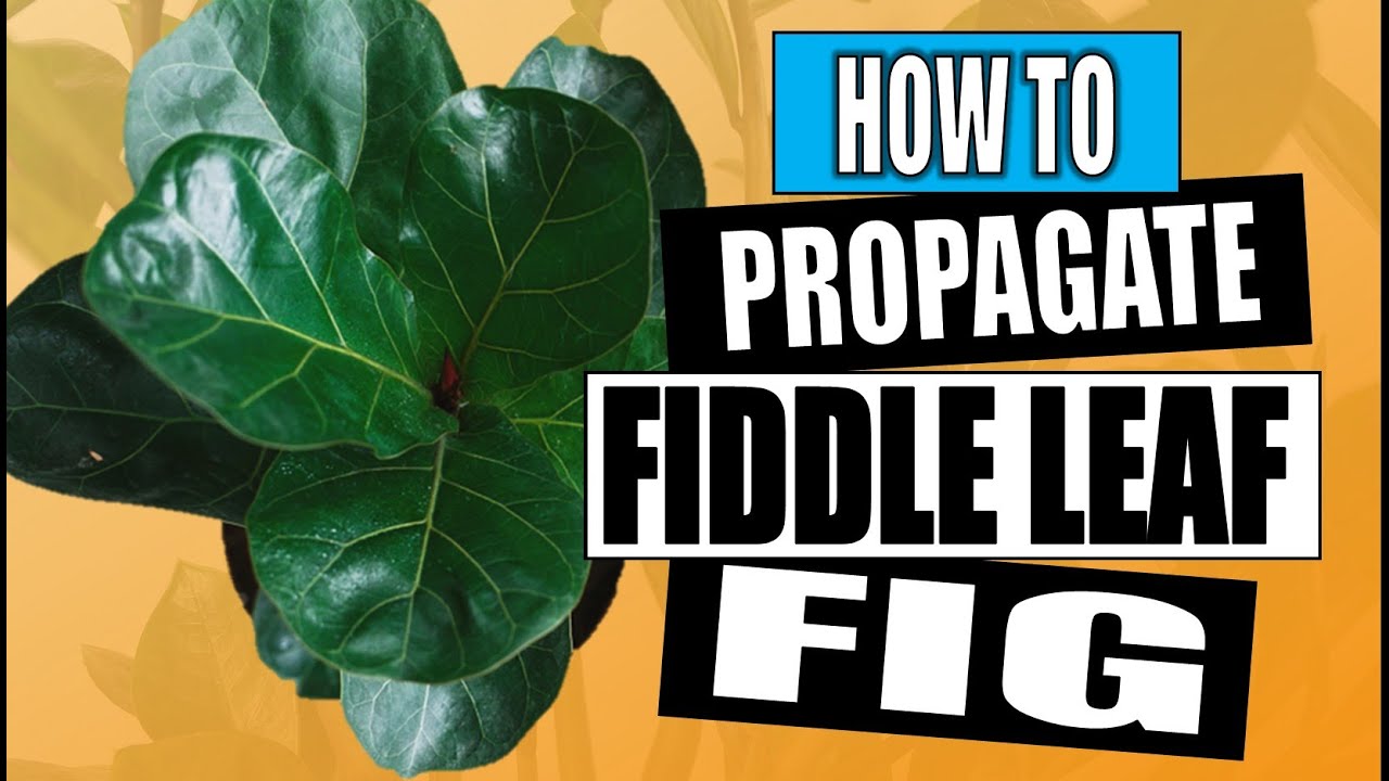 The Ultimate Fiddle Leaf Fig Propagation Guide