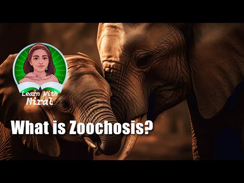 What Happens To Animals in Zoos? What is Zoochosis disease? The Hidden Suffering of Captive Animals