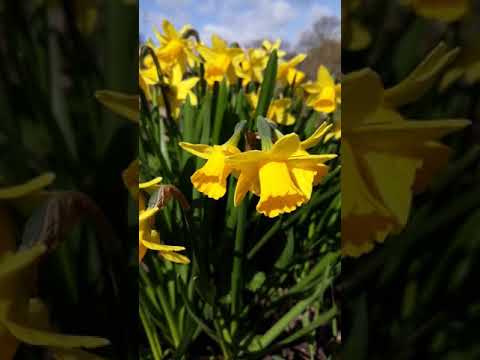 Daffodil colour meaning