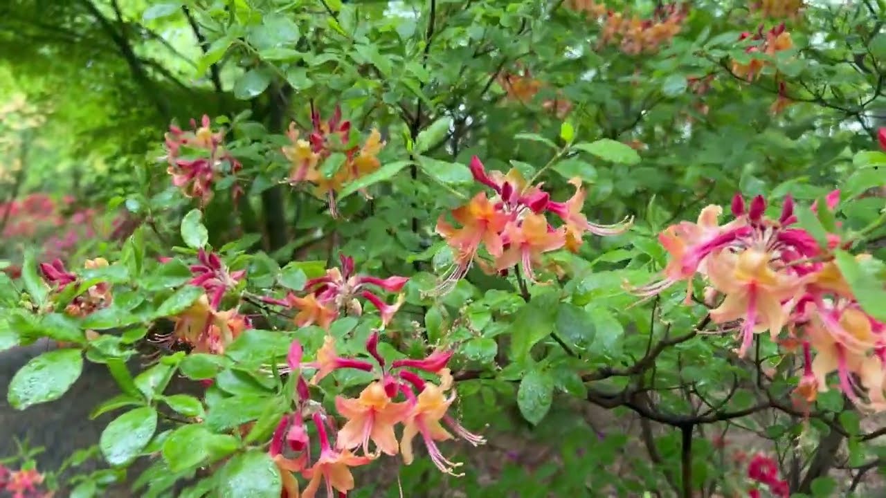Native Azaleas Plant Profile