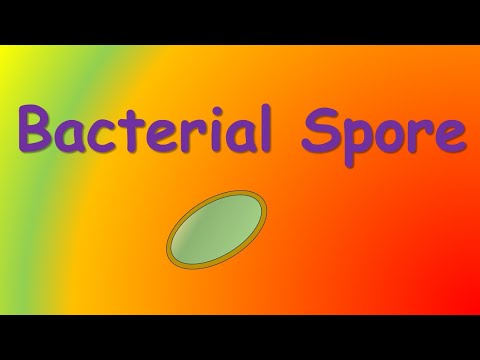 bacterial spore