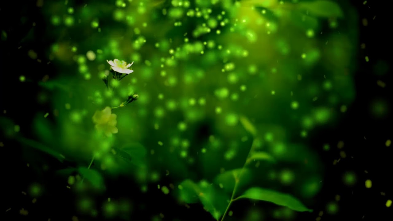 Green nature background video HD