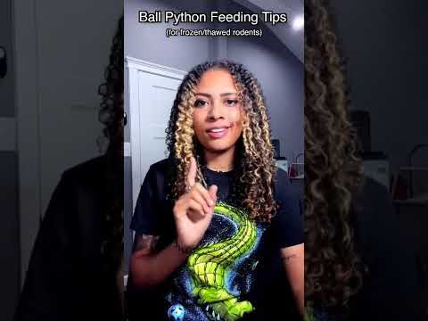 Ball Python Not Eating? #shorts #ballpython #reptiles
