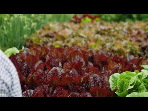 Art of Spring Greens Romaine & Red Sail Lettuce GS1808