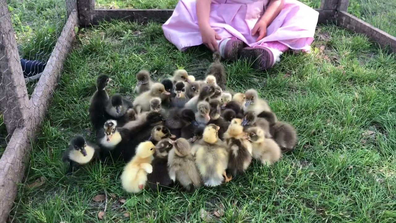 Telling what color your Indian Runner Duck will be.