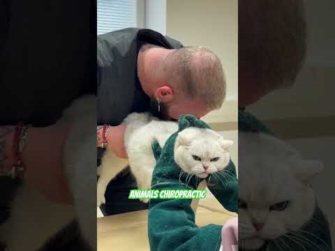Animals Chiropractic ππ#asmr #cat #dogshorts #katze #tΓΌrkiye #animals #foryou #chiropractic