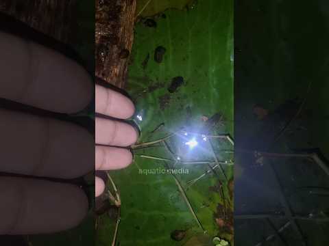 Baby Snakehead Fish are Growing #fish #snakehead