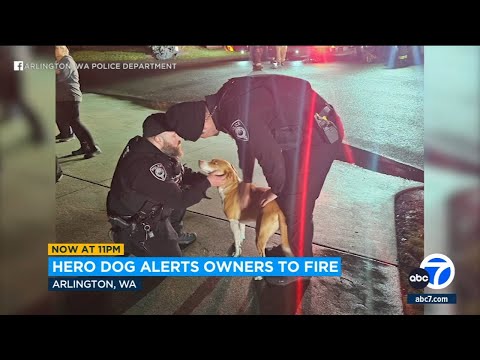 Hero Dog Wakes Neighborhood With Barking Over Fire - Classic Country 100.9