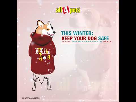 Dog Hoodies for Cozy Evening Walks | All4pets
