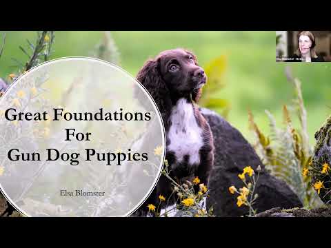Free webinar: Great Foundations for Gun Dog Puppies