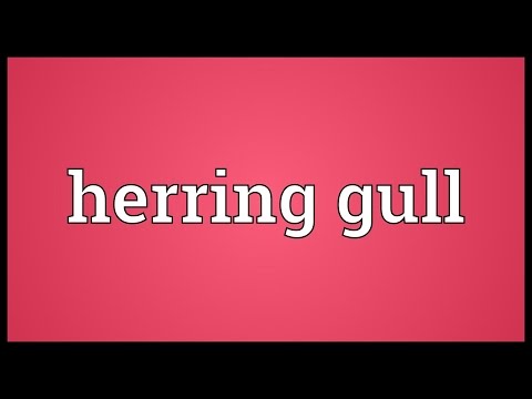 Herring gull Meaning