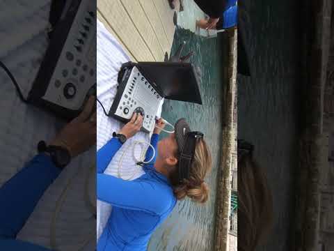 Performing A Dolphin Ultrasound