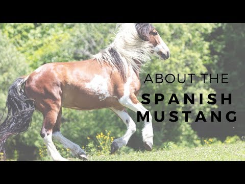 About the Spanish Mustang