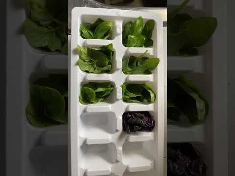 Freezing Basil For a More Intense Flavour #gardeninghomesteadingskills #gardening #herbgarden