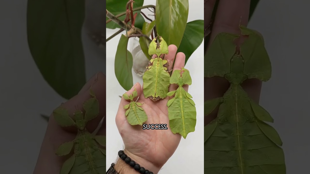 The Insect That Looks Exactly Like a Leaf