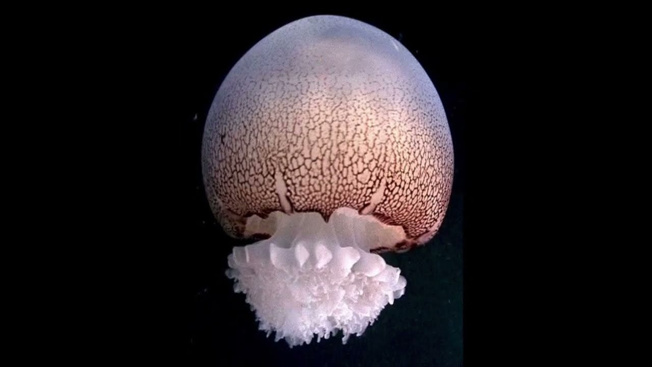 Facts: The Cannonball Jellyfish