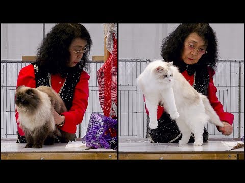 CFA International 2016 - Red Show class judging Himi & Ragdoll adults