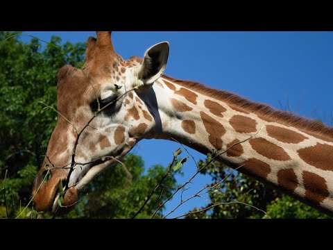 Behind The Curtain - The Chattanooga Zoo