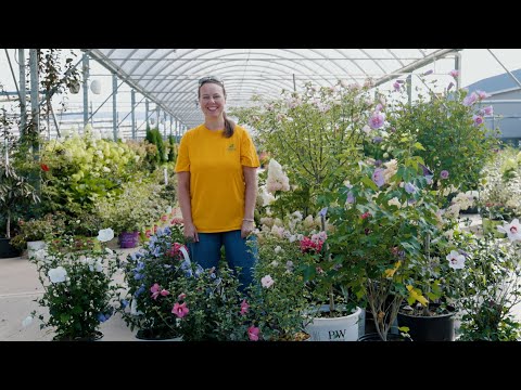 PETITTI Rose of Sharon Spotlight | Grow for Pollinators, Blooms & Drought Tolerance