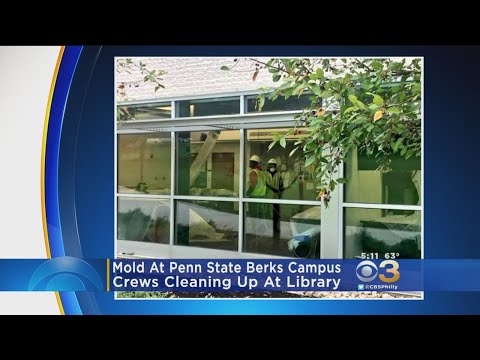 Mold At Penn State Berks Campus