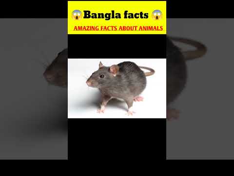 Interesting Facts in Bangla Shorts: 🤯#shorts #viral #facts #short #ytshorts #shortsfeed