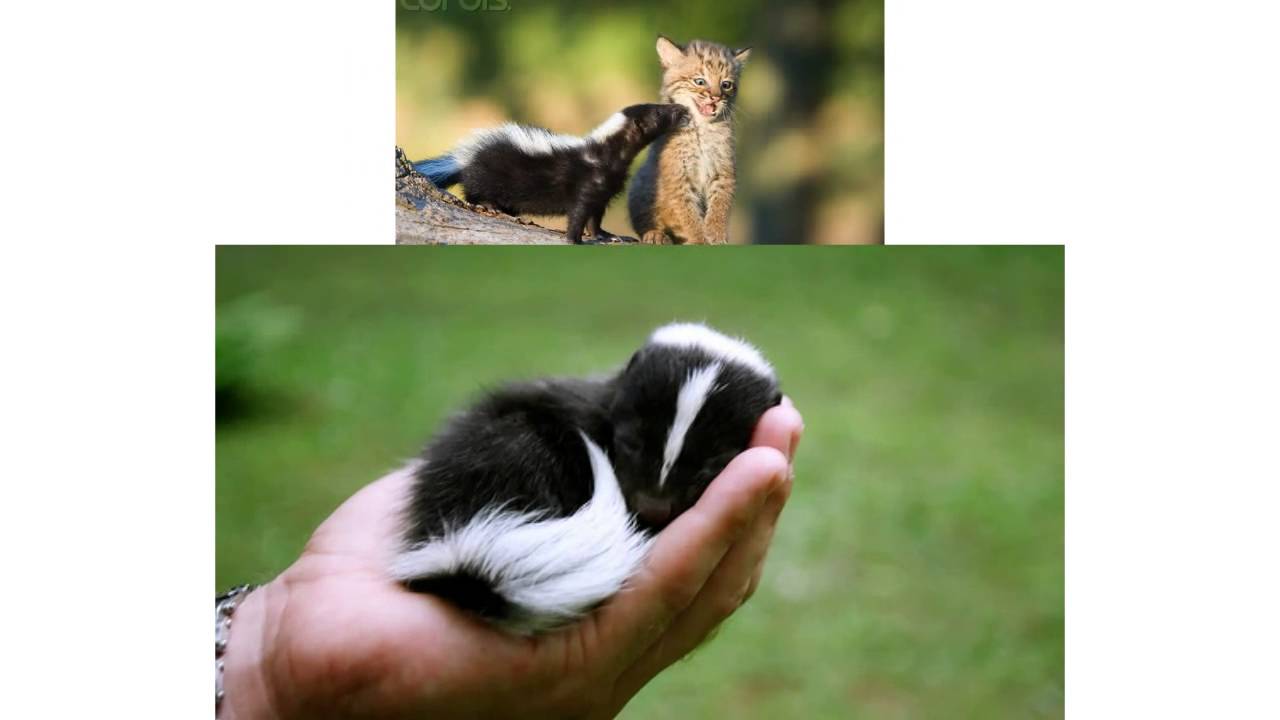 Skunks are adorable! :D