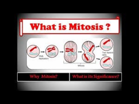 What is Mitosis? Biology Expert