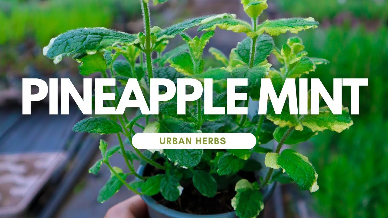 Introducing: Pineapple Mint