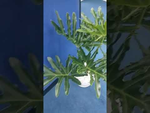 Selloum Plant Indoor/Philodendron