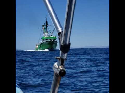 Barco sardinero