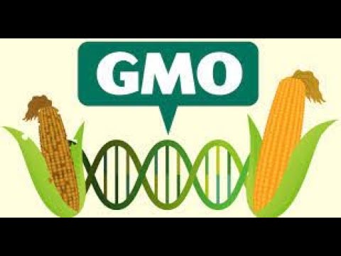 The Truth About GMOs: How They Impact Your Health #education #knowledge #shorts