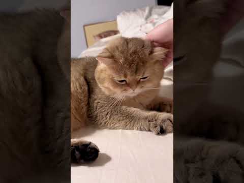 总有些温柔的小生命会来治愈你呀 #撸猫 #治愈系猫咪 #粘人精 #吸猫 #怎么爱你都不够