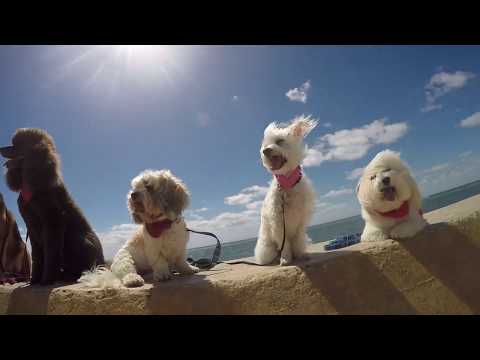 El faro | Dog Connection