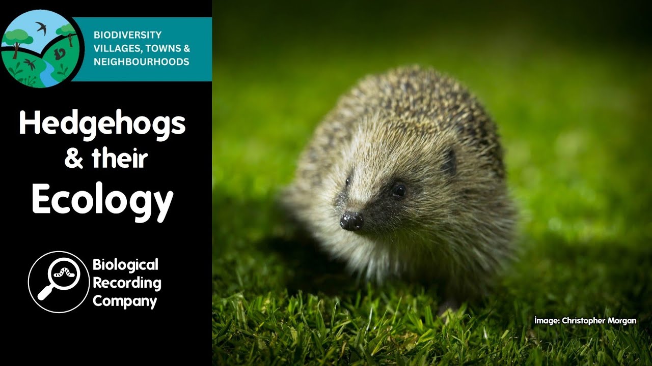Hedgehogs and their Ecology