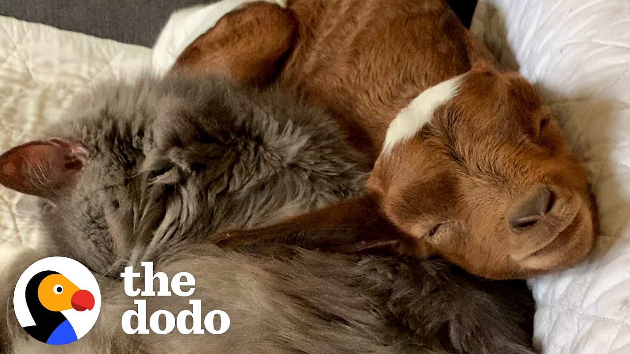 Baby Goat Raised By A Cat Now Thinks She’s One Too | The Dodo