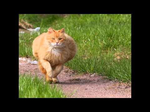 Fat cat
