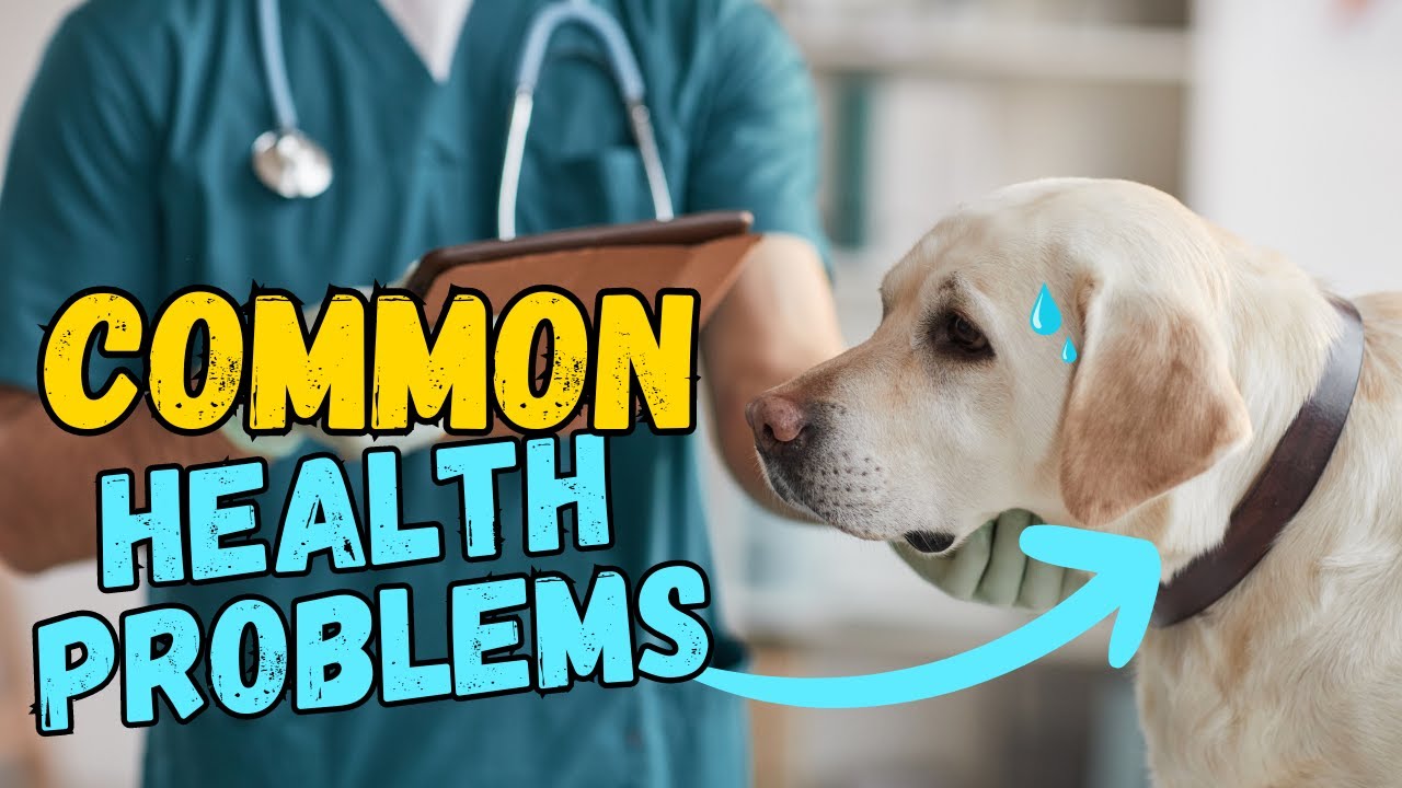 5 Most Common Health Issues in Labradors