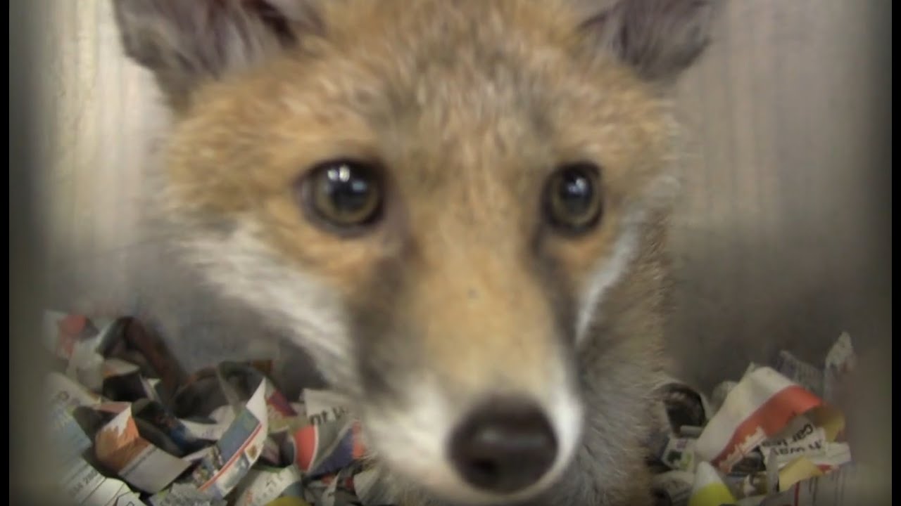 The Fox Project - Tunbridge Wells