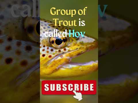 What is a Group of Trout called? #shorts #youtubeshorts #shortsvideo