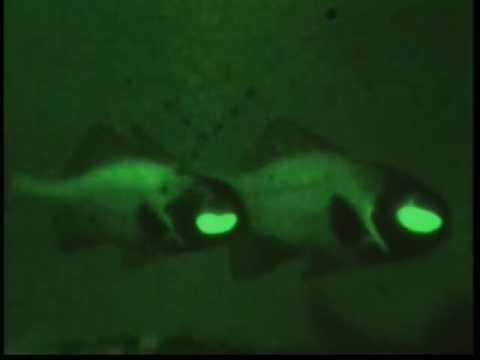 Can't See? Just Use Your Handy Dandy Flashlight Fish! | Outdoors ...