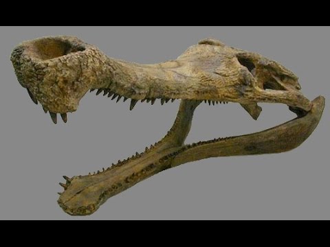 DG#180 - Was Sarcosuchus a Giant Crocodile?