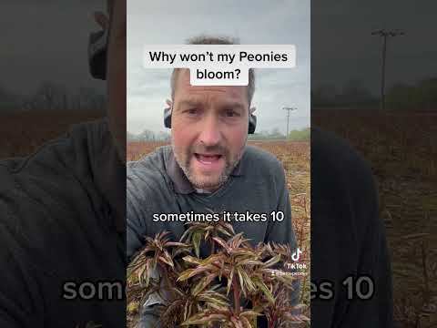 Why won’t my Peonies bloom?
