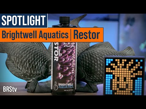 Coral Nutrition for Healing & Coloration! - Brightwell Aquatics Restōr