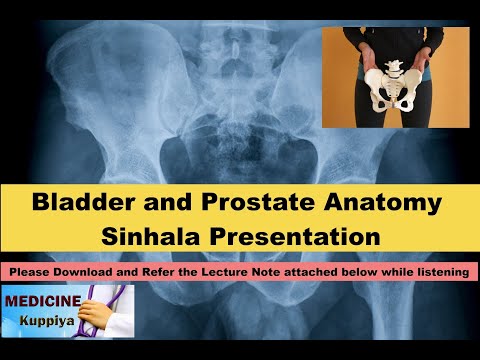 Bladder and Prostate Anatomy Sinhala Presentation